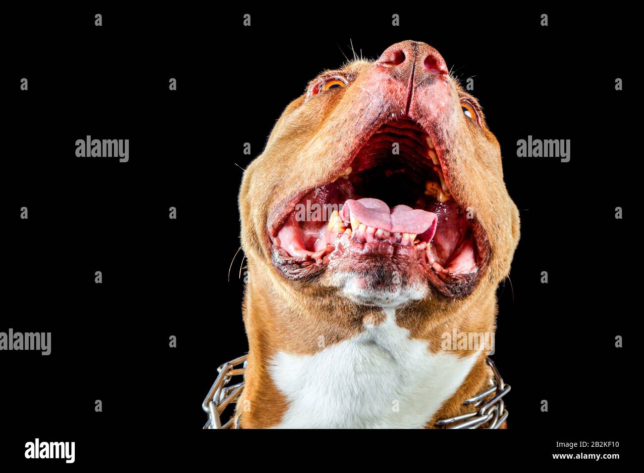 Adult pit bull hi-res stock photography and images - Alamy