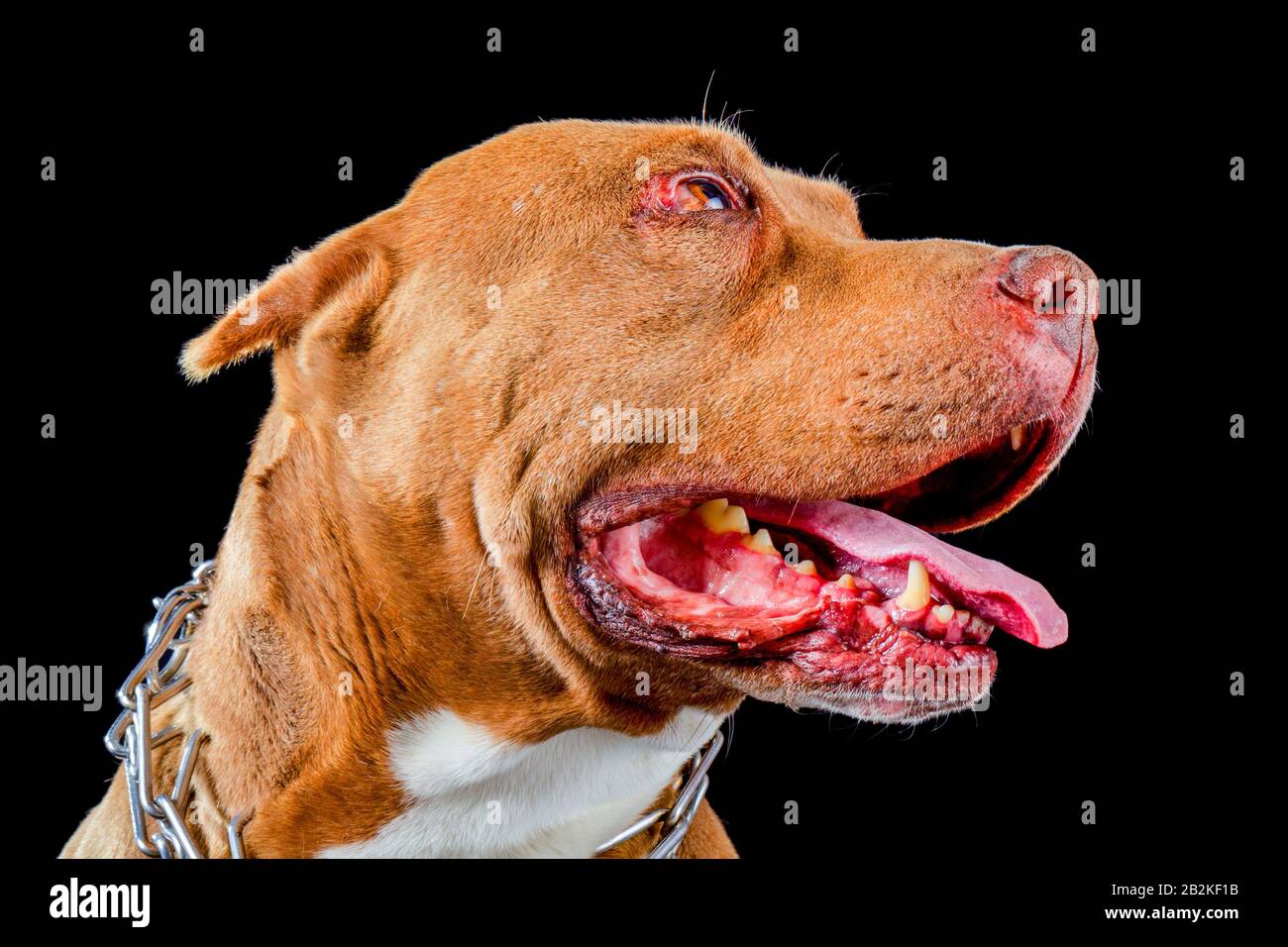 Bull Head Shot High Resolution Stock Photography and Images - Alamy