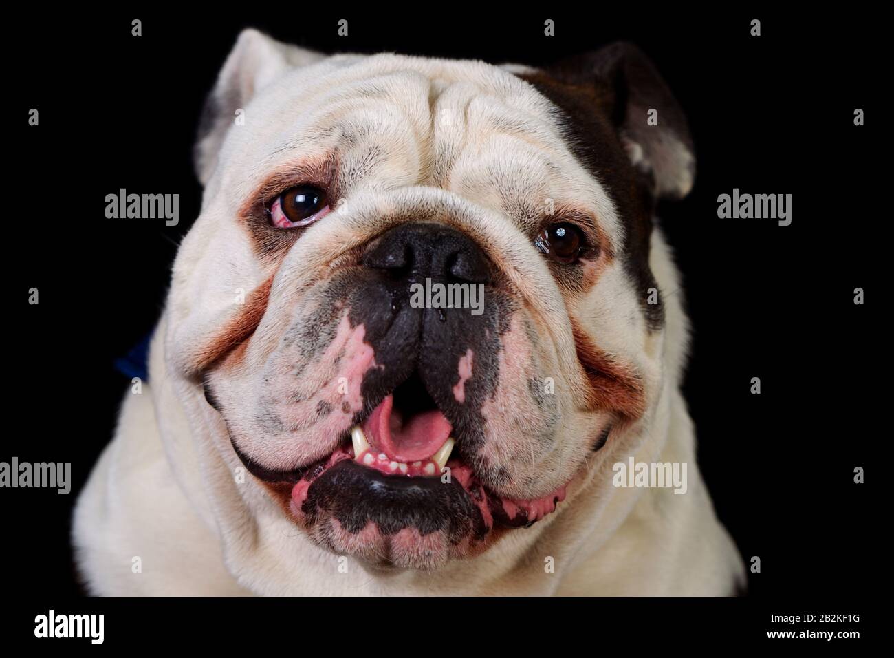 English Bulldog Race The Race Against Time To Save 'Flat Faced' Pets