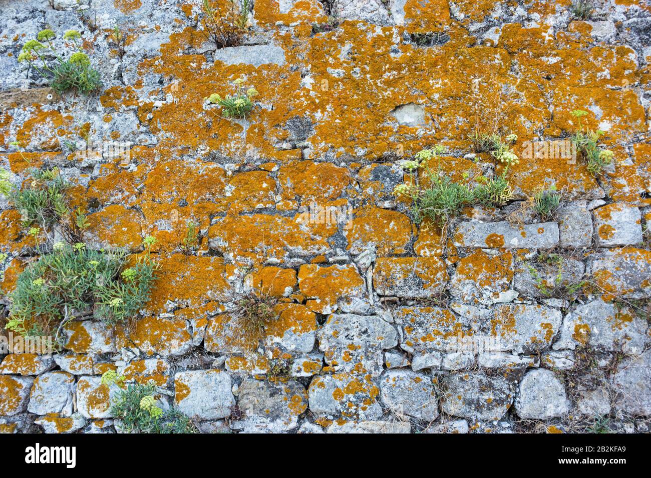 Close-up photo of an old stone wall covered with moss and grass Stock ...