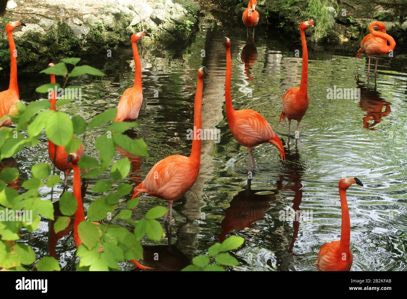Flamingos florida hi-res stock photography and images - Alamy