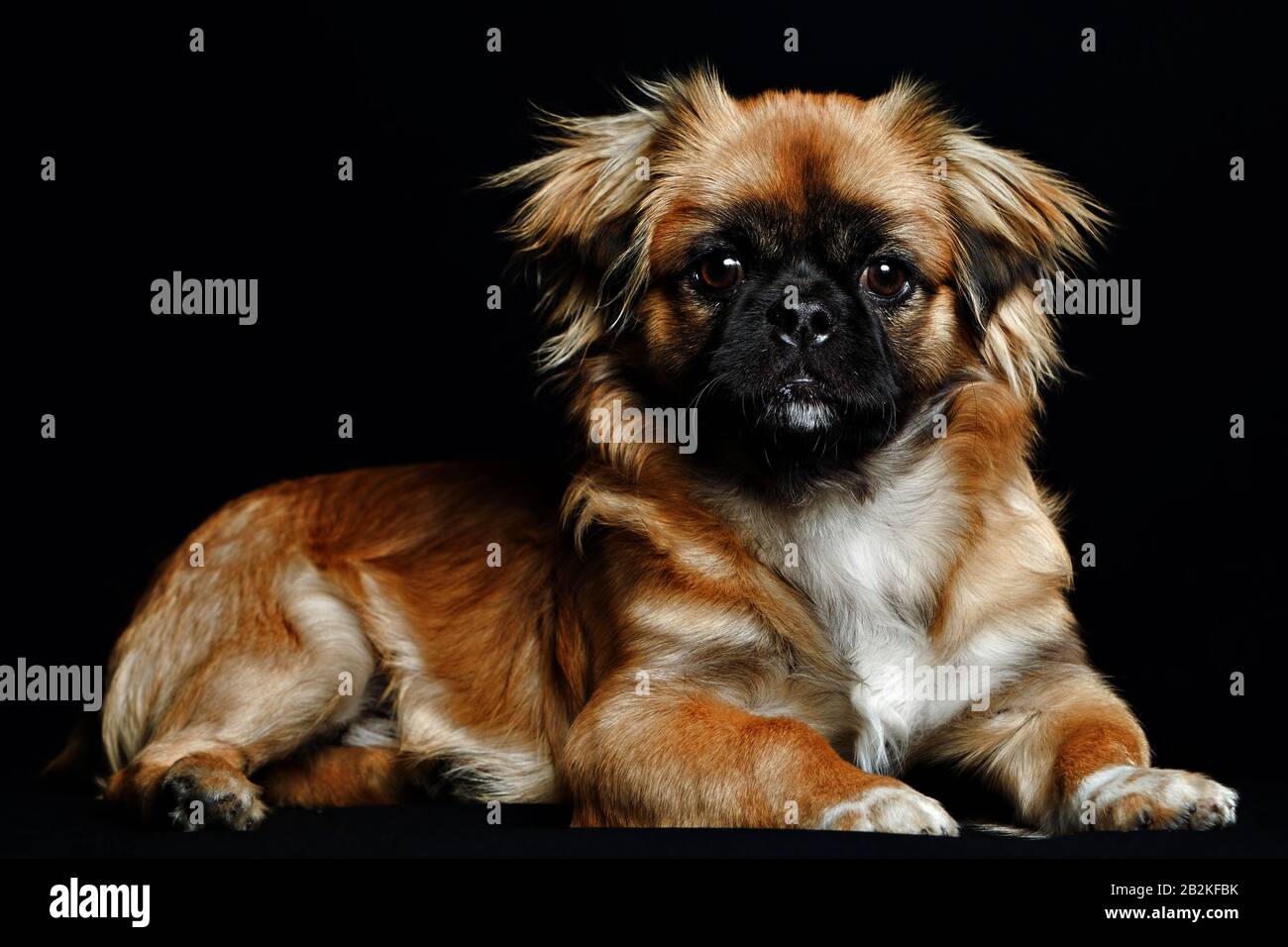 Adult Pekingese In Sitting Position Close Up Studio Isolated Shot Stock ...