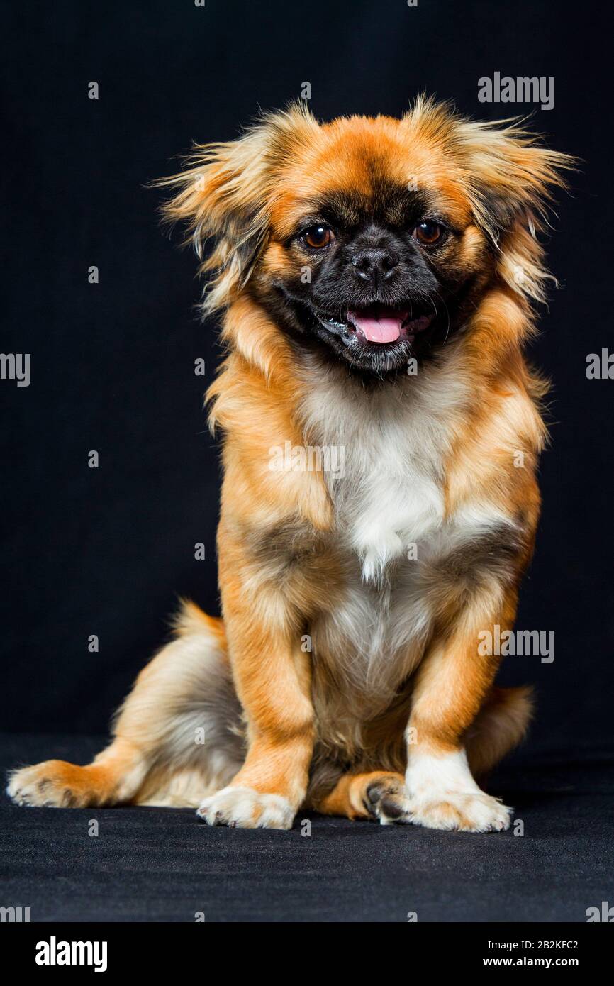 Grown Pekingese In Posing Position Close Up Studio Isolated Shot Stock ...