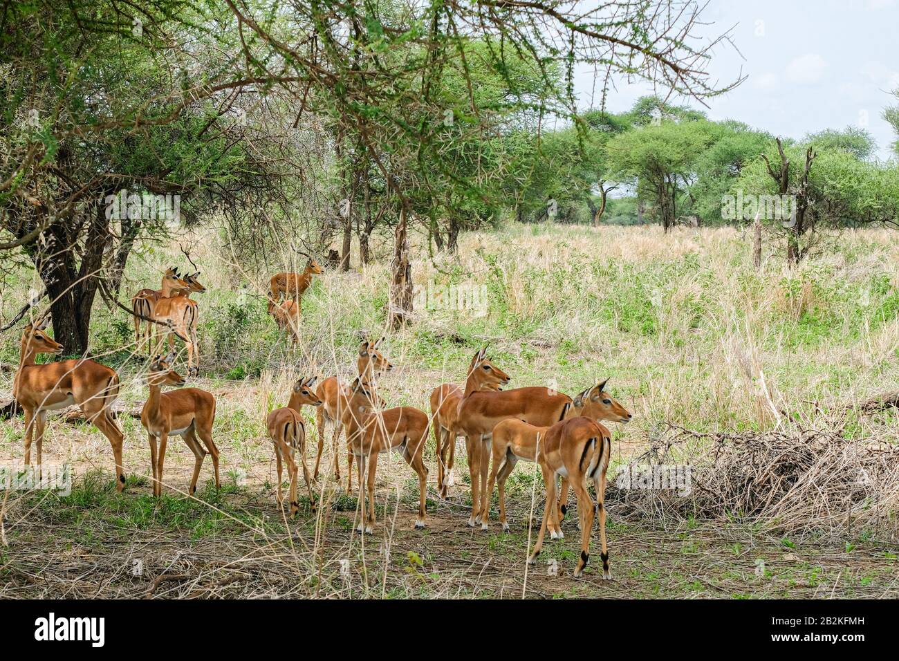 Female group herd impala hi-res stock photography and images - Alamy