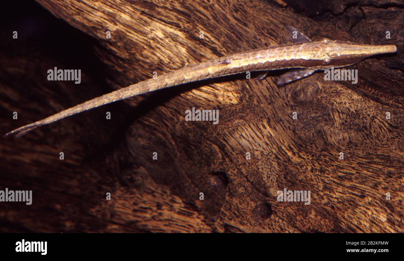 Common twig catfish, Farlowella acus Stock Photo - Alamy