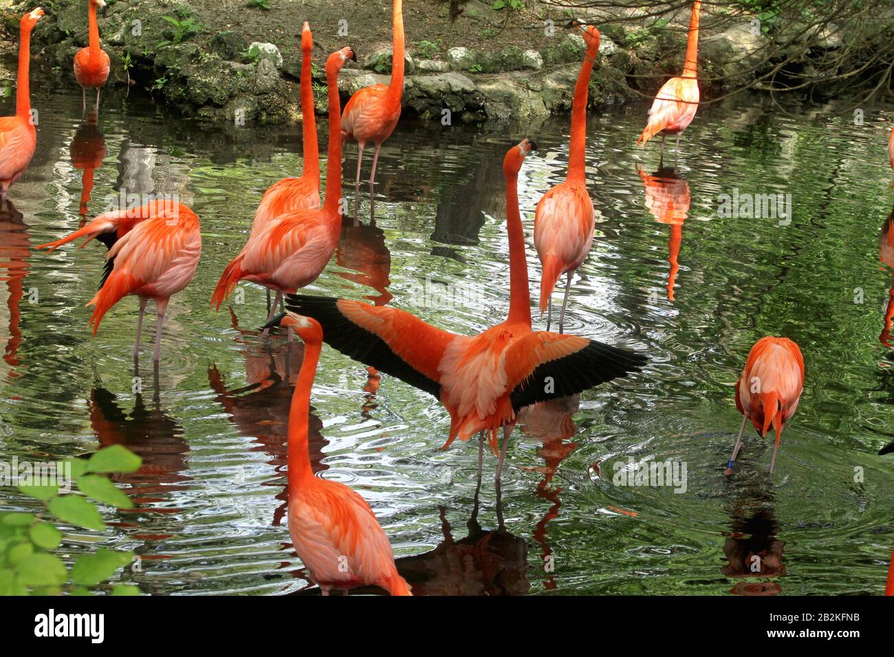 Flamingos florida hi-res stock photography and images - Alamy