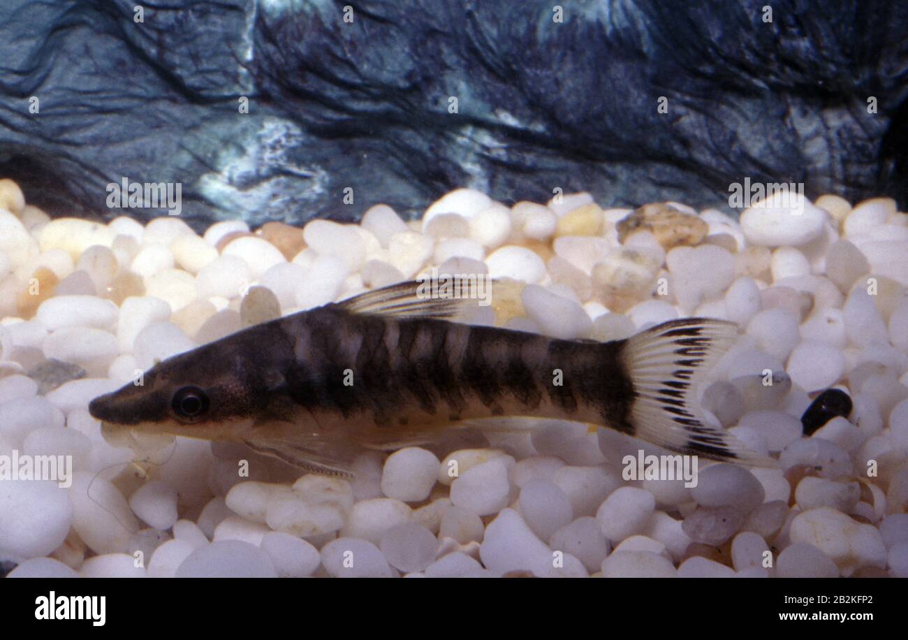 Zebra or Tiger oto, Otocinclus cocama Stock Photo - Alamy