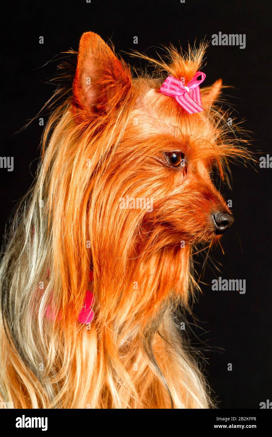 Sensitive Female Swine Profile Nicely Dressed Up Stock Photo - Alamy