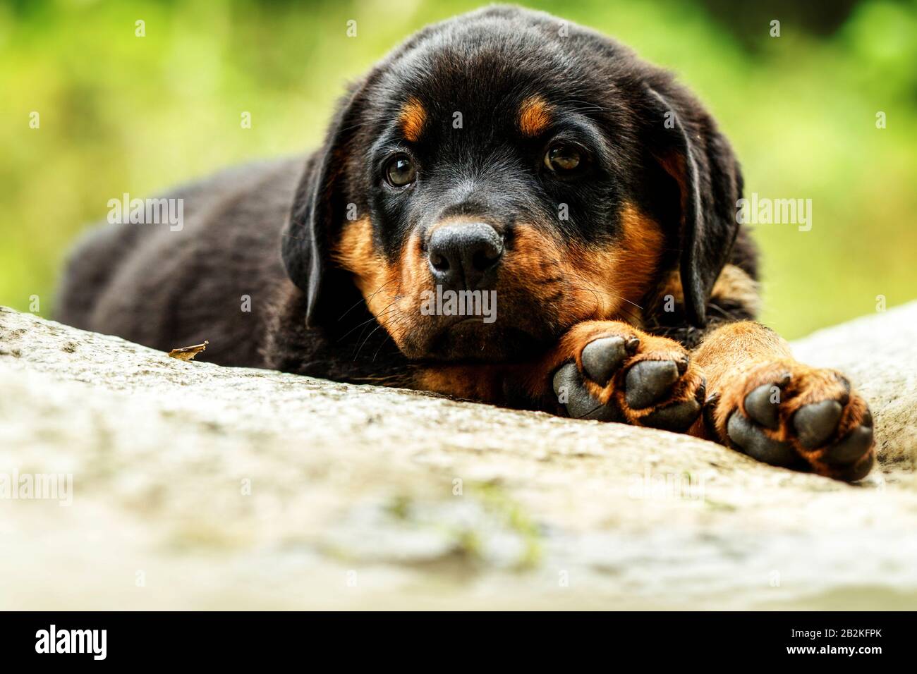 Portrait Of An Young Rottweiler Pup Two Months Old Stock Photo - Alamy