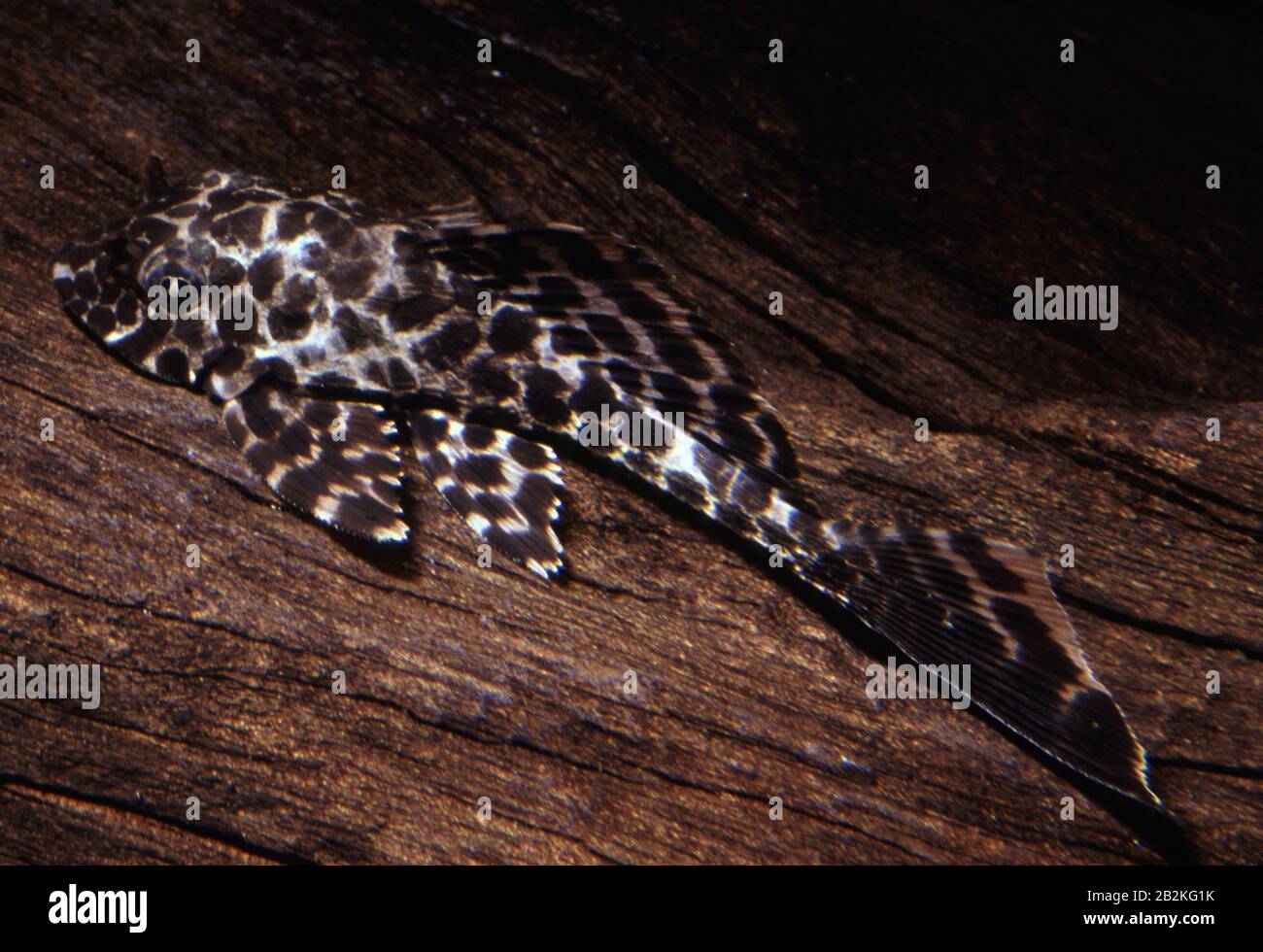 Spotted sailfin pleco, Glyptoperichthys gibbiceps Stock Photo - Alamy