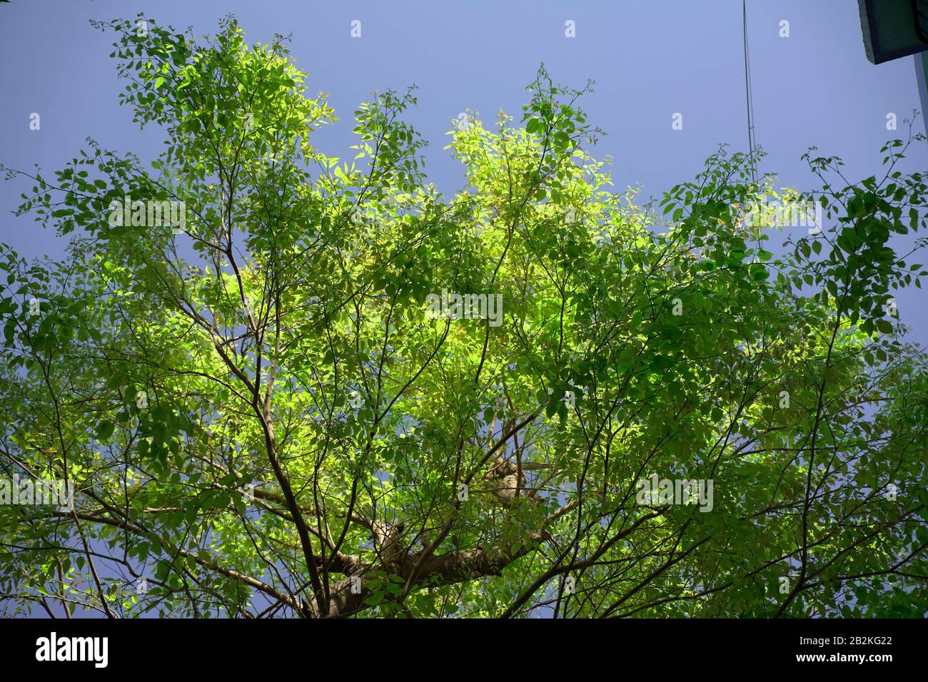 Fresh leaves on the tree in Spring season Stock Photo - Alamy