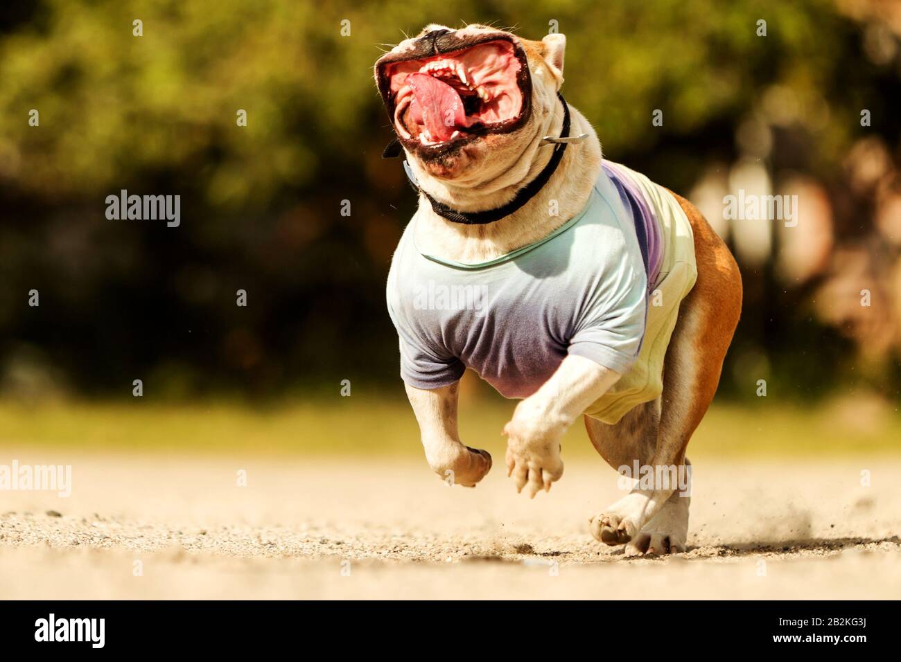 Bulldog face hi-res stock photography and images - Alamy