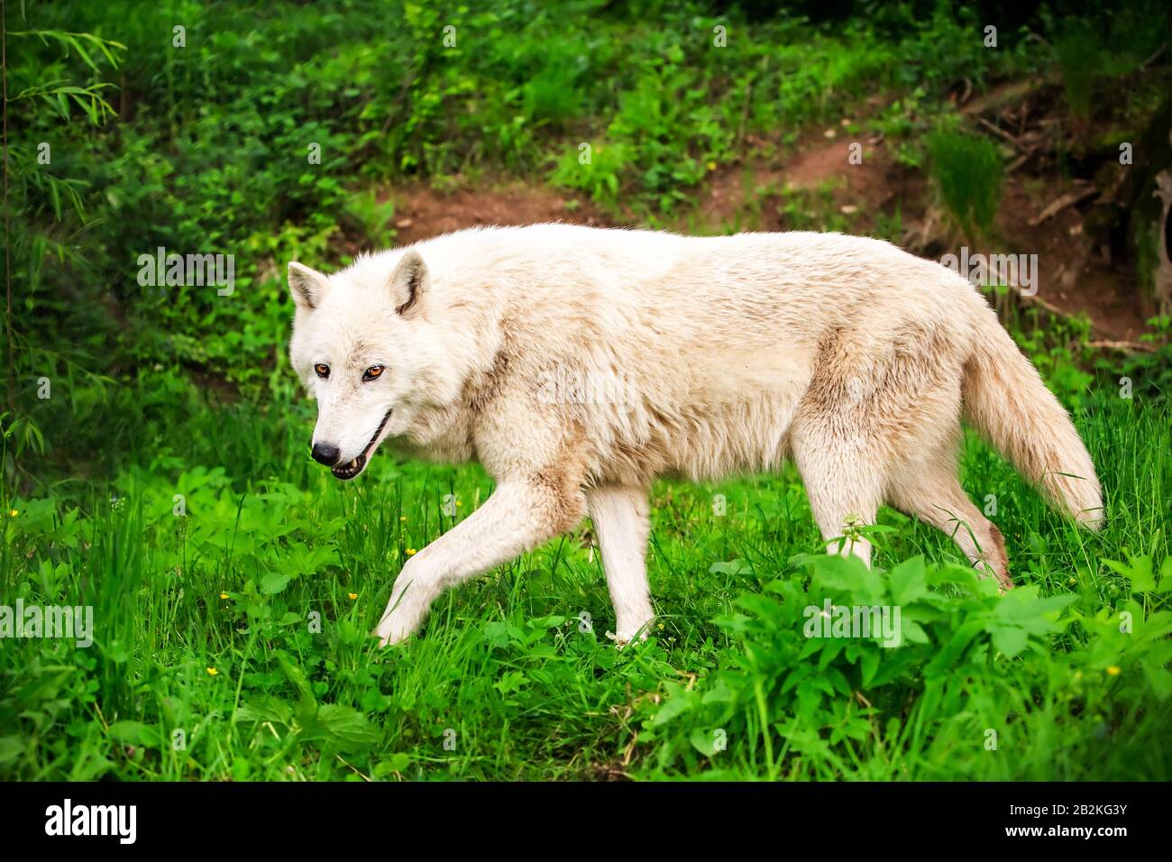 Wolf chasing hi-res stock photography and images - Alamy