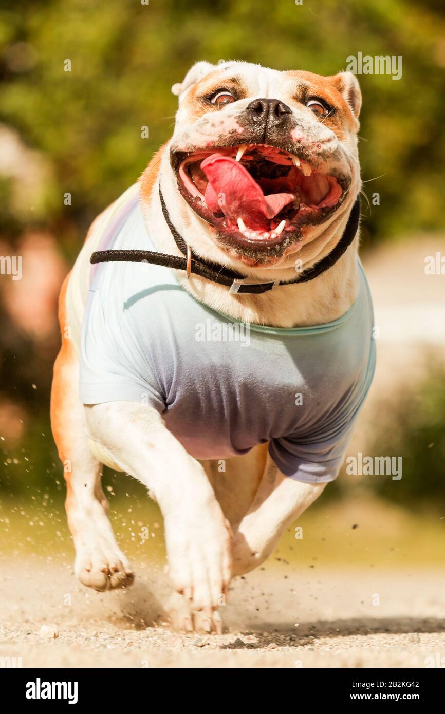 English Bulldog Captured While Running At Maximum Speed Stock Photo - Alamy