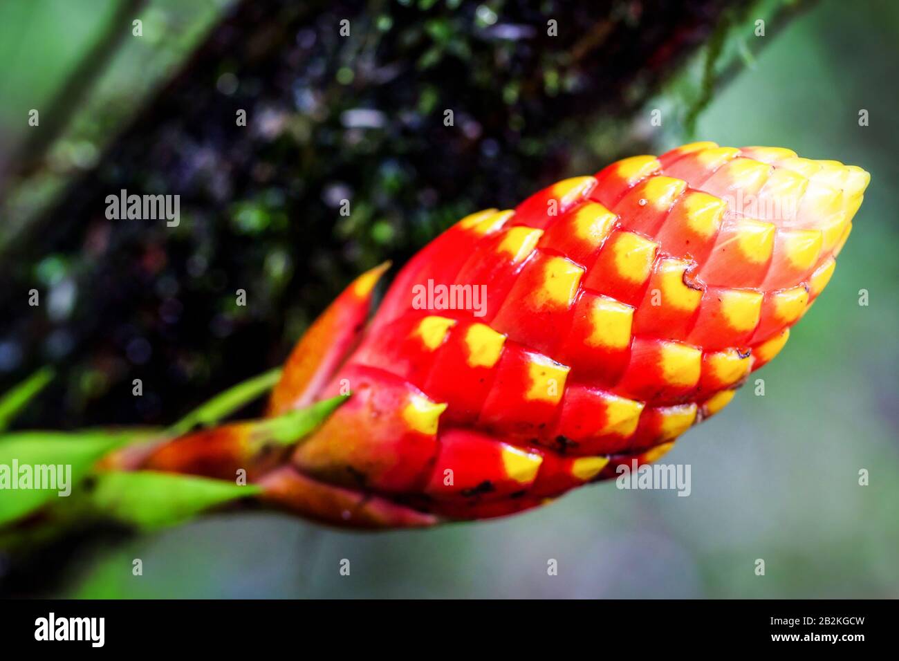 Heliconia Epiphyta Endangered Flower From Amazonian Basin Stock Photo ...
