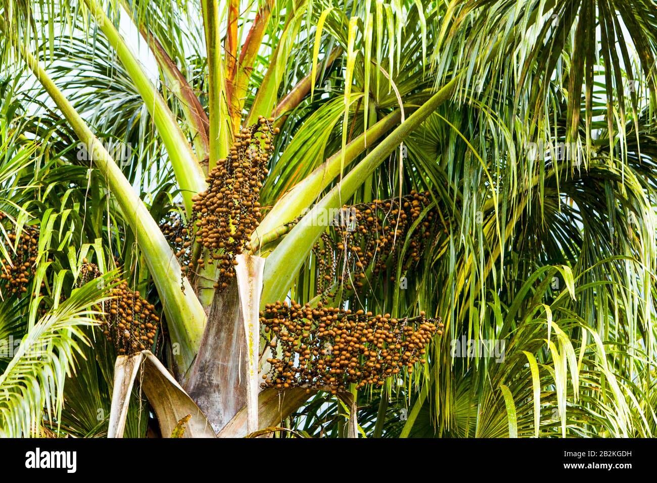 Euterpe oleracea hi-res stock photography and images - Alamy