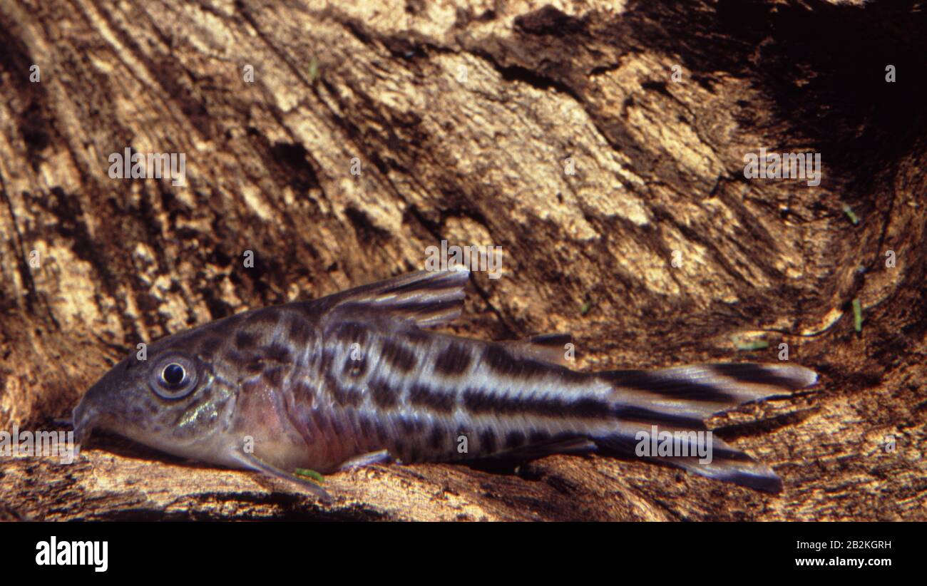 Flagtail hi-res stock photography and images - Alamy