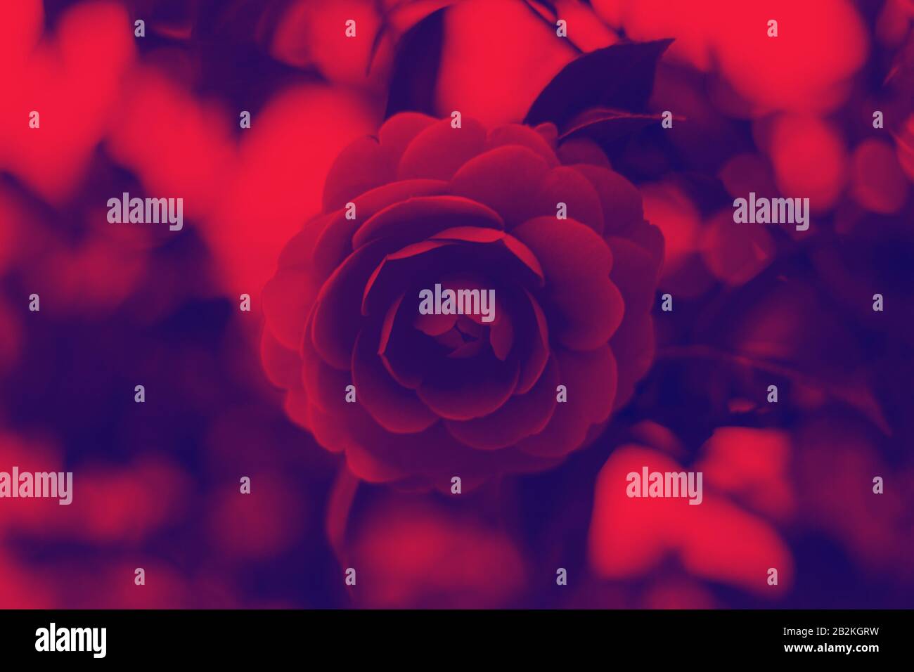 abstract duo tone gradient flower background vivid purple red colors ...