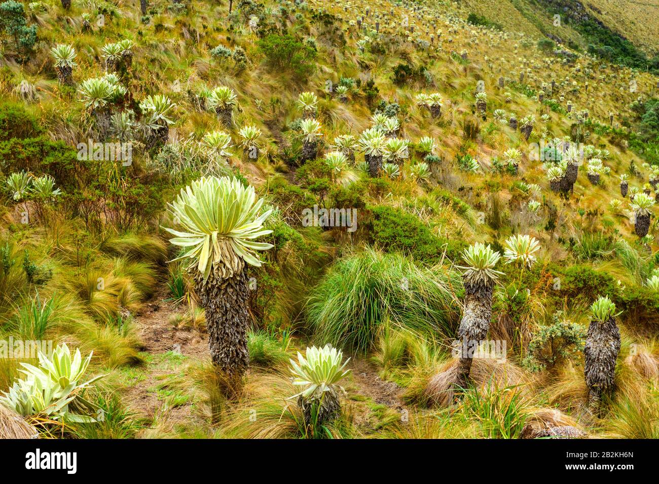 Biodiversity ecology ecosystem ecosystems hi-res stock photography and ...