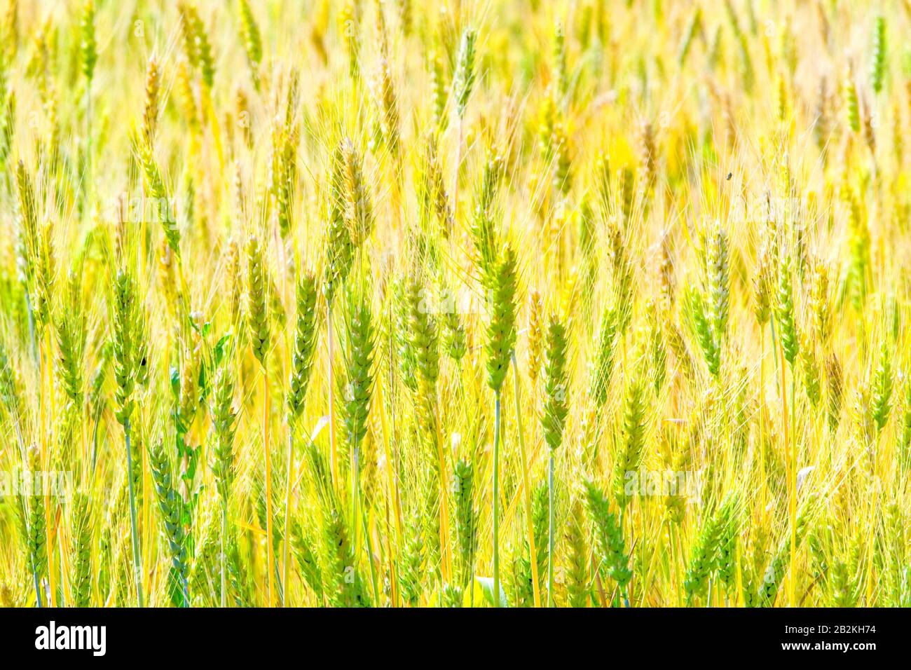 Medium Telephoto Lenses Daylight White Balance Stock Photo - Alamy