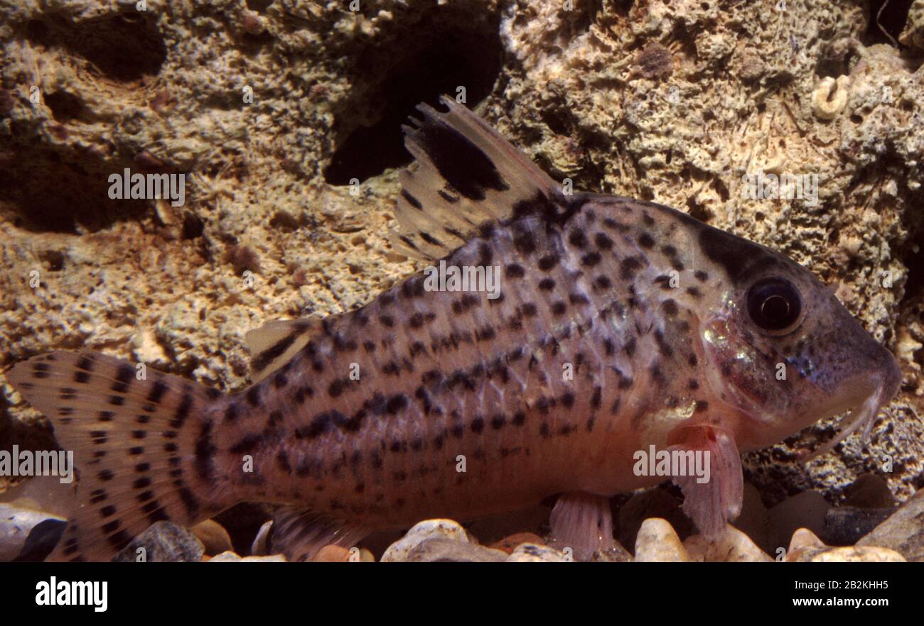 Schwartzs corydoras corydoras hi-res stock photography and images - Alamy