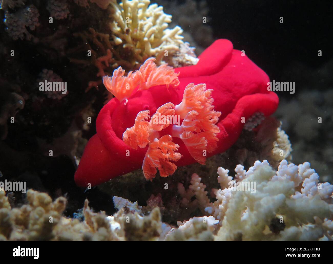 Spanische Taenzerin, Gotta Ghadir Riff, Rotes Meer, Aegypten Stock ...