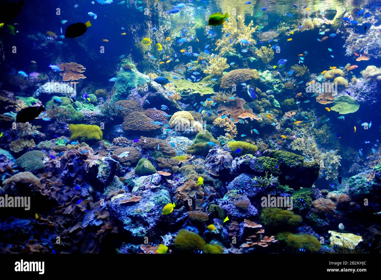 Fish species diversity hi-res stock photography and images - Alamy