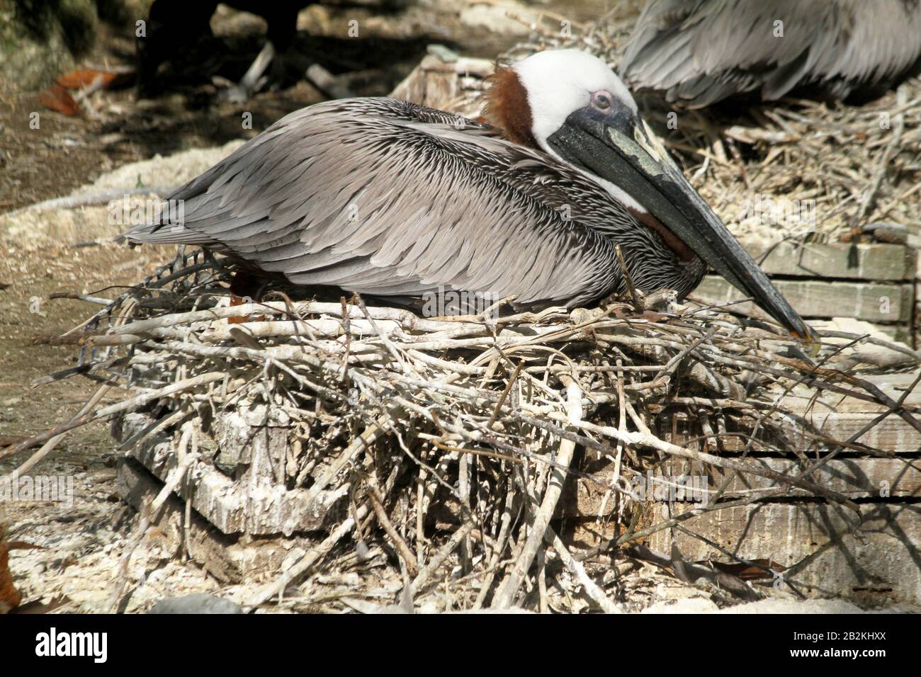 Brown pelican sleeping in hi-res stock photography and images - Alamy