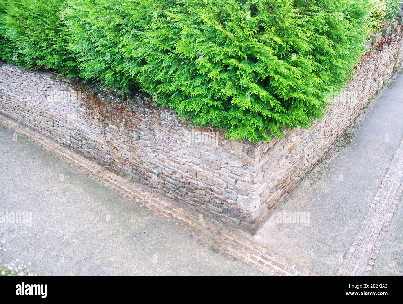 Street corner with a wall and a green trees pavement abstract aerial ...