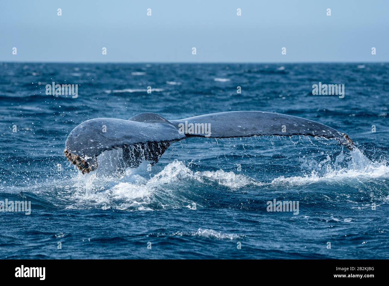 humpback whale in cabo san lucas baja california sur mexico Stock Photo ...