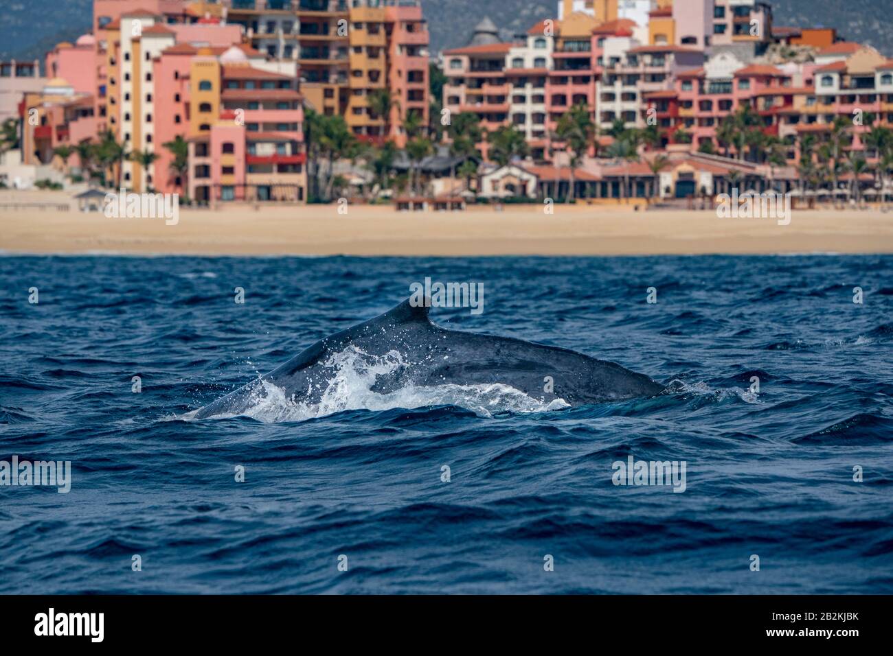 humpback whale in cabo san lucas baja california sur mexico Stock Photo ...