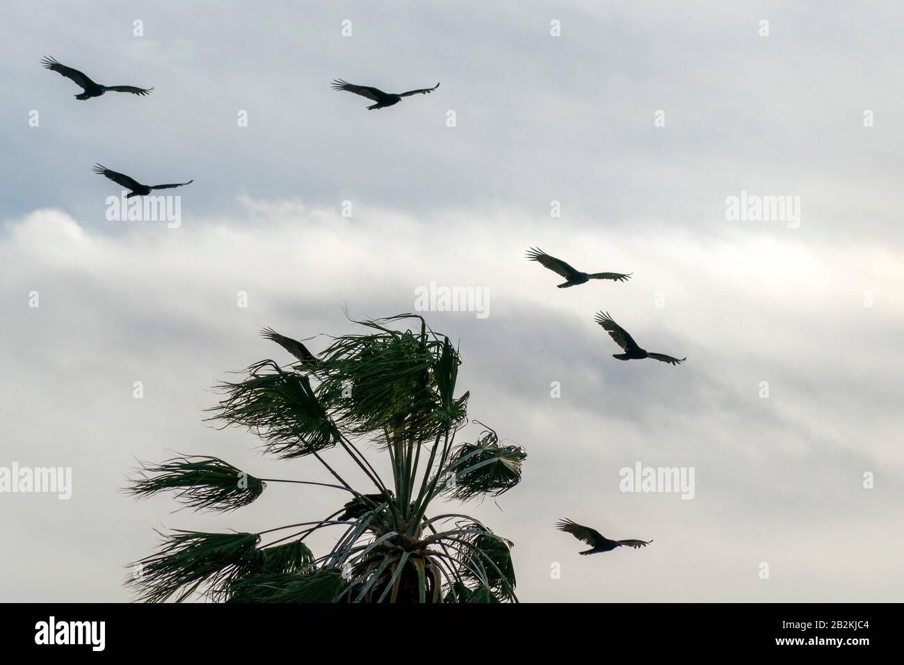 Zopilote hi-res stock photography and images - Alamy
