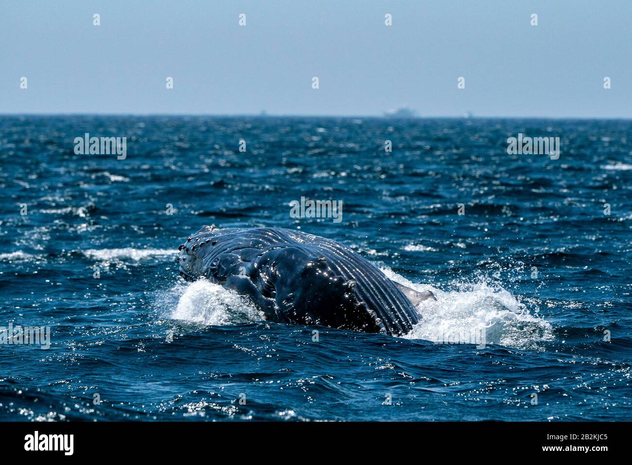 Baby humpback whale breaching hi-res stock photography and images - Alamy