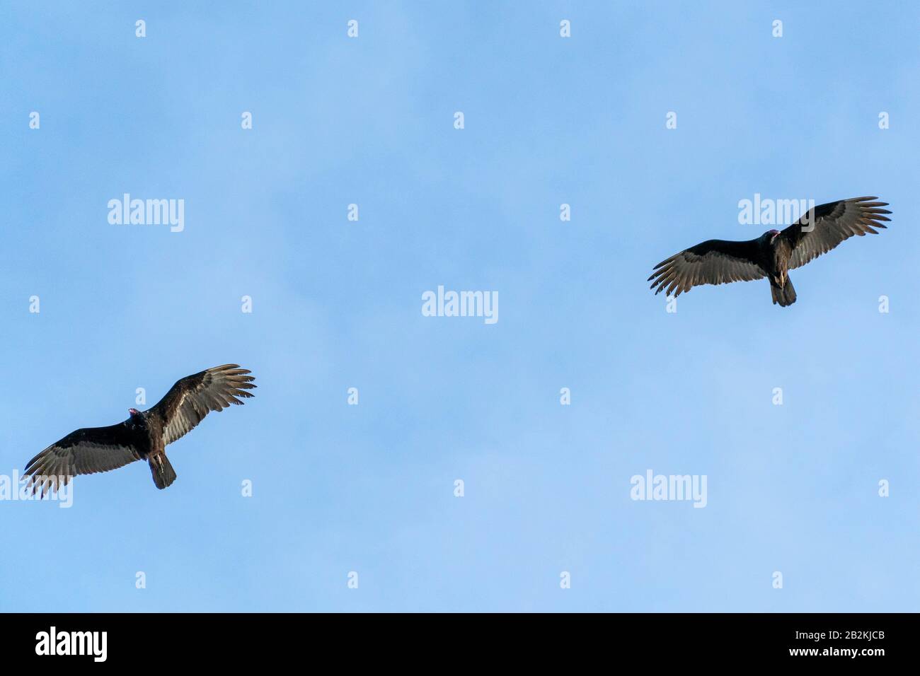 Zopilote hi-res stock photography and images - Alamy