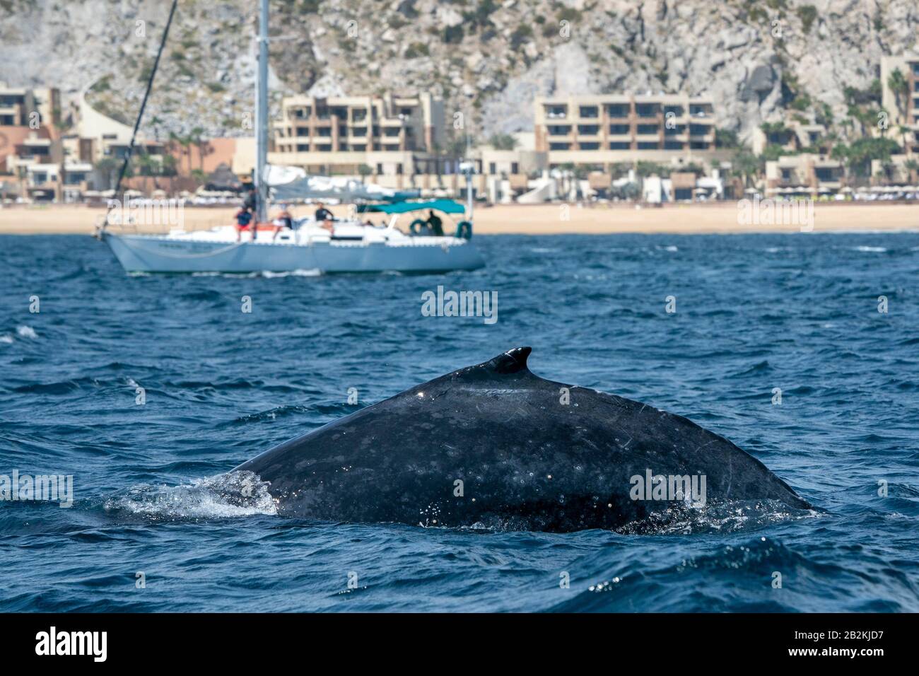 humpback whale in cabo san lucas baja california sur mexico whale ...