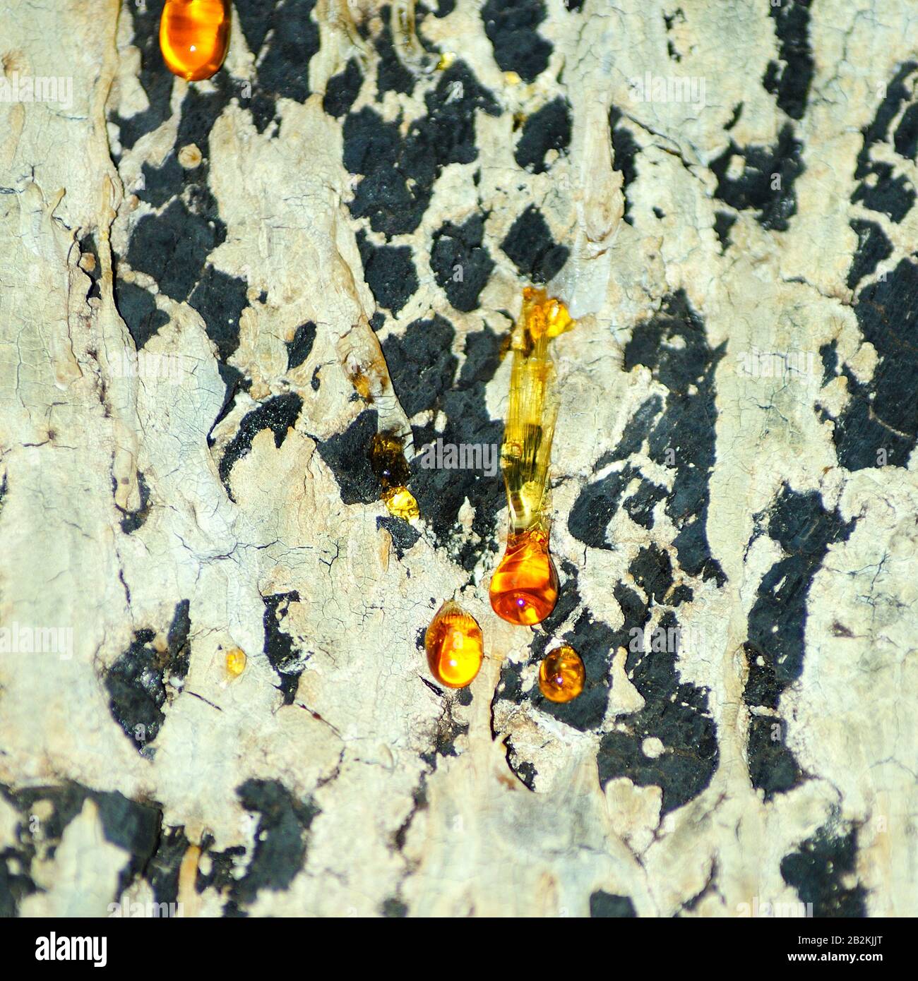 Fossil tree bark hi-res stock photography and images - Alamy