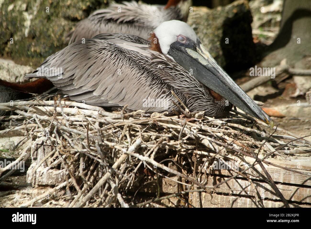 Brown pelican sleeping in nest Stock Photo - Alamy