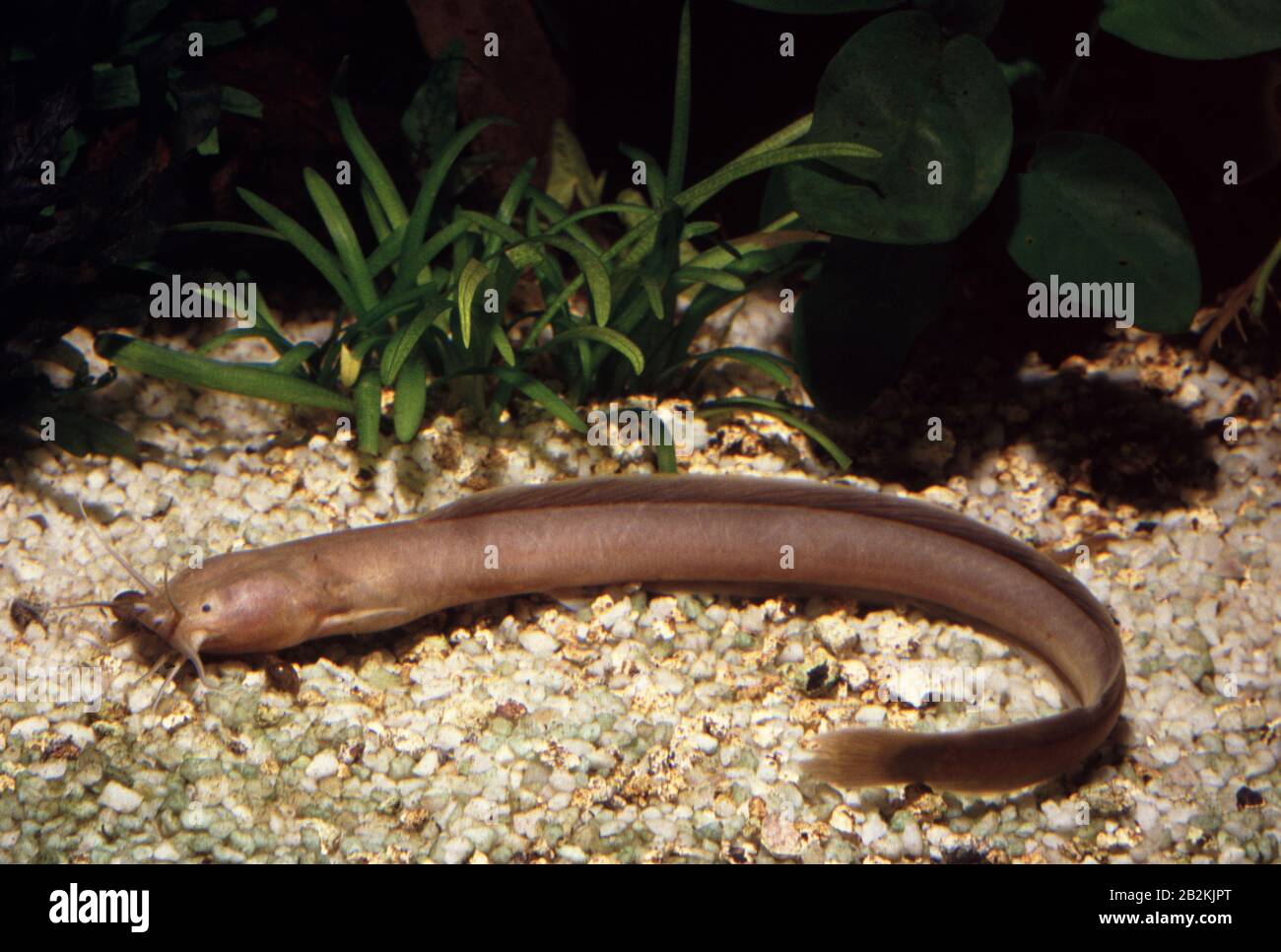 Eel catfish, Channallabes apus Stock Photo - Alamy