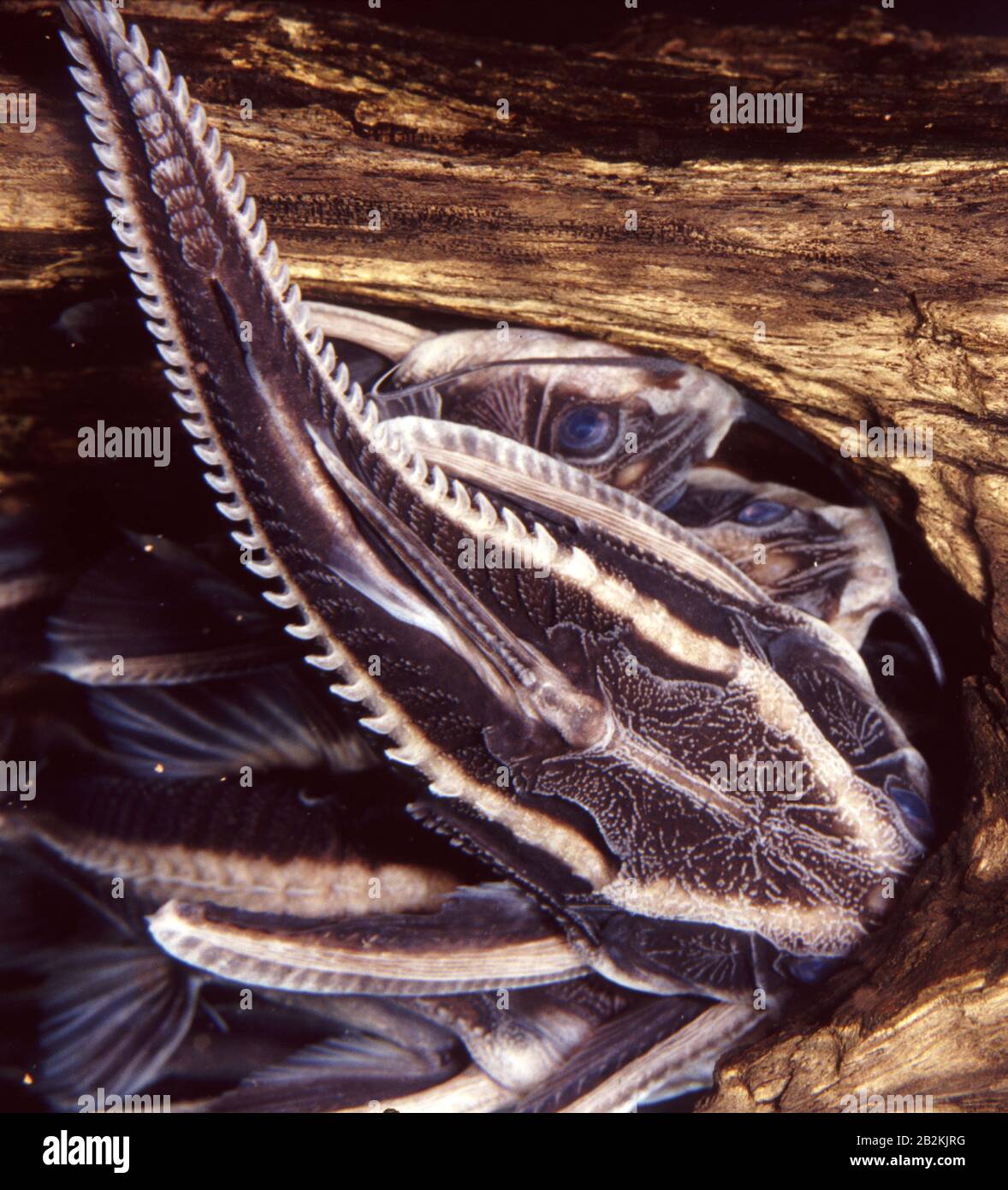 Platydoras costatus hi-res stock photography and images - Alamy