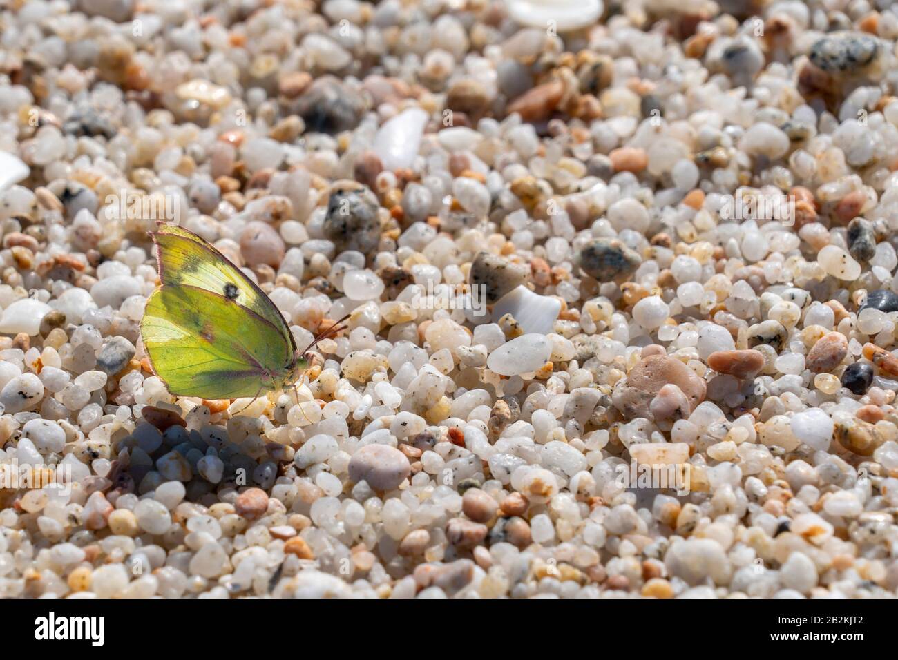 Yellow butterfly on the beach in mexico baja california Stock Photo - Alamy