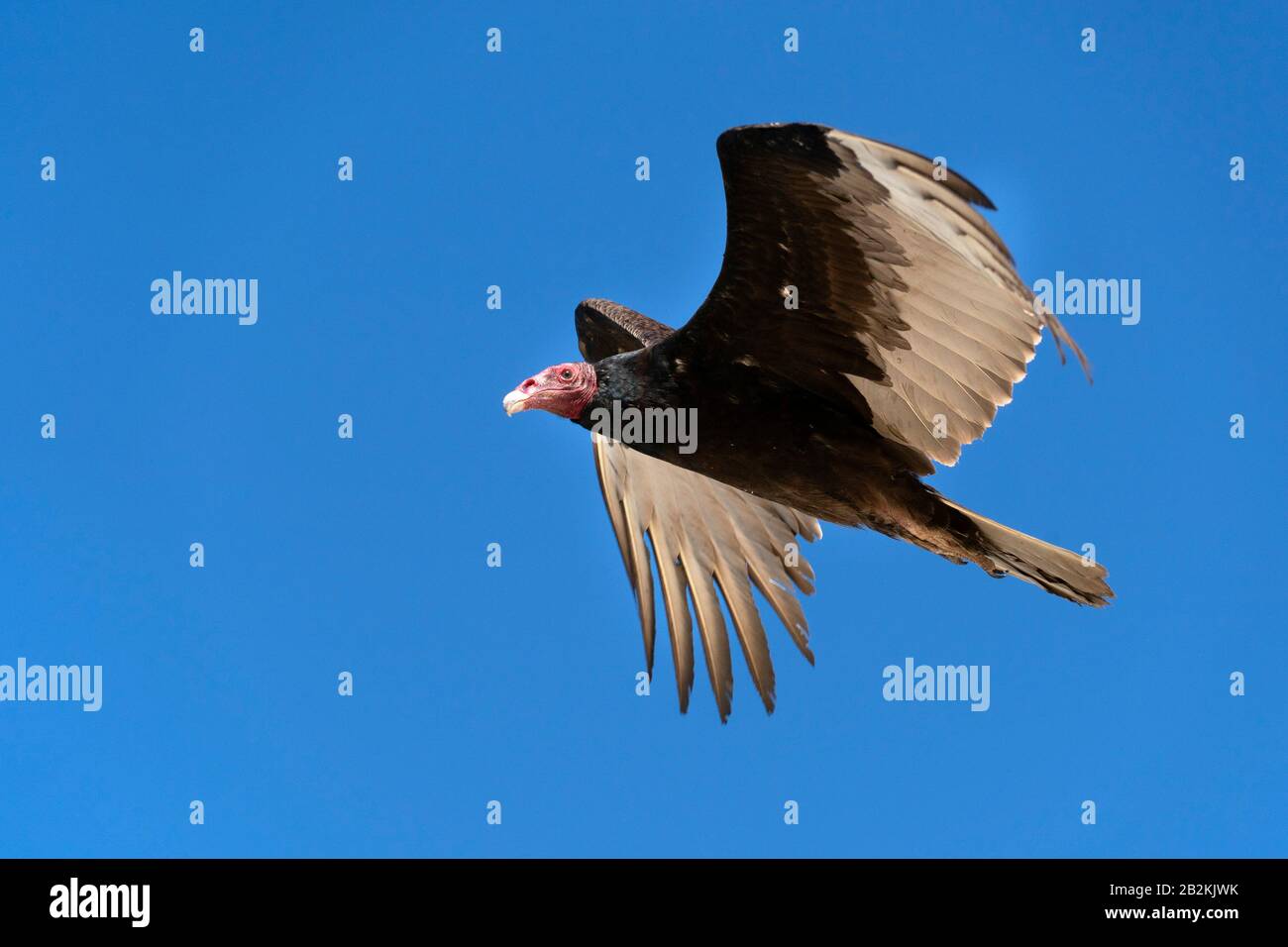 Zopilote aura hi-res stock photography and images - Alamy