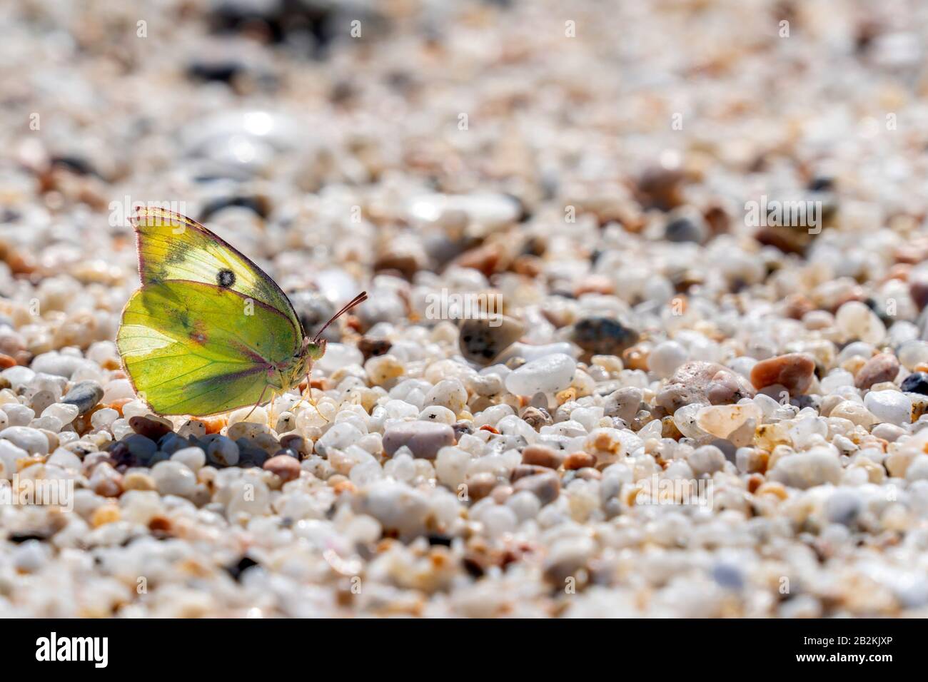 Yellow butterfly on the beach in mexico baja california Stock Photo - Alamy
