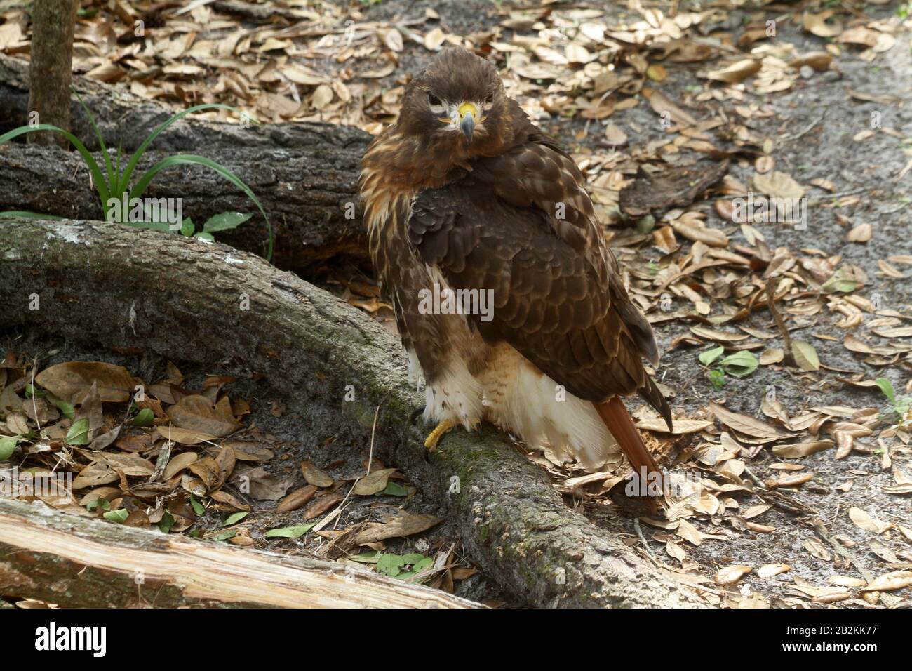 Brown hawk in Florida, USA Stock Photo - Alamy