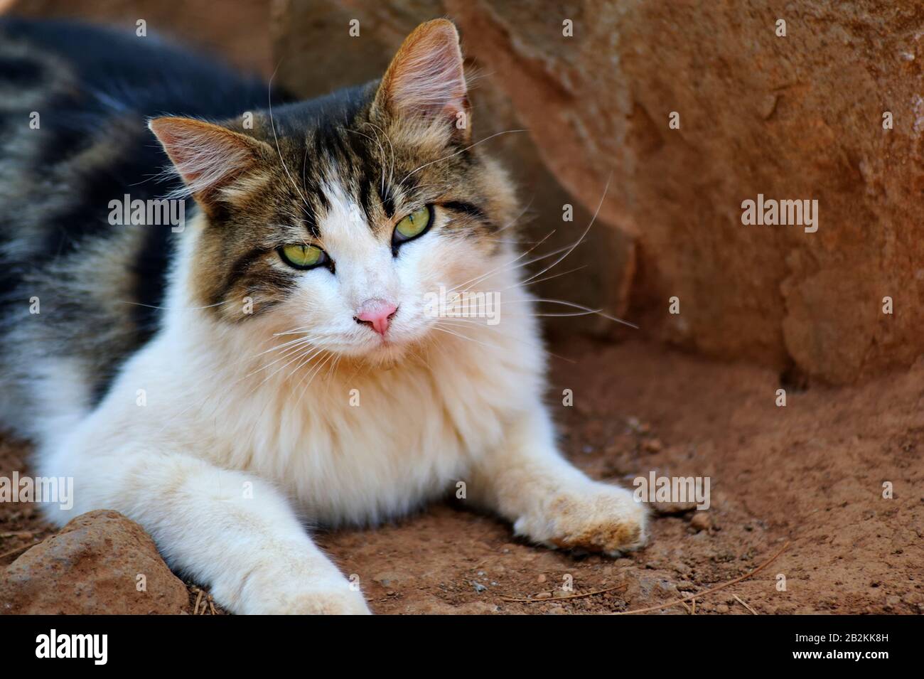 Cat close up portrait hi-res stock photography and images - Alamy