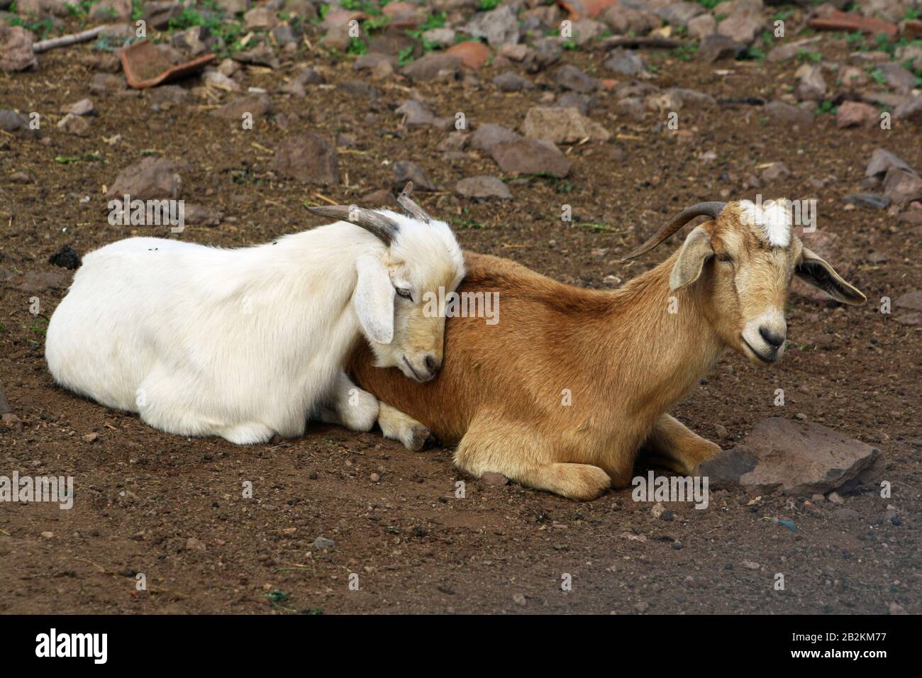 Ziege schaf hi-res stock photography and images - Alamy