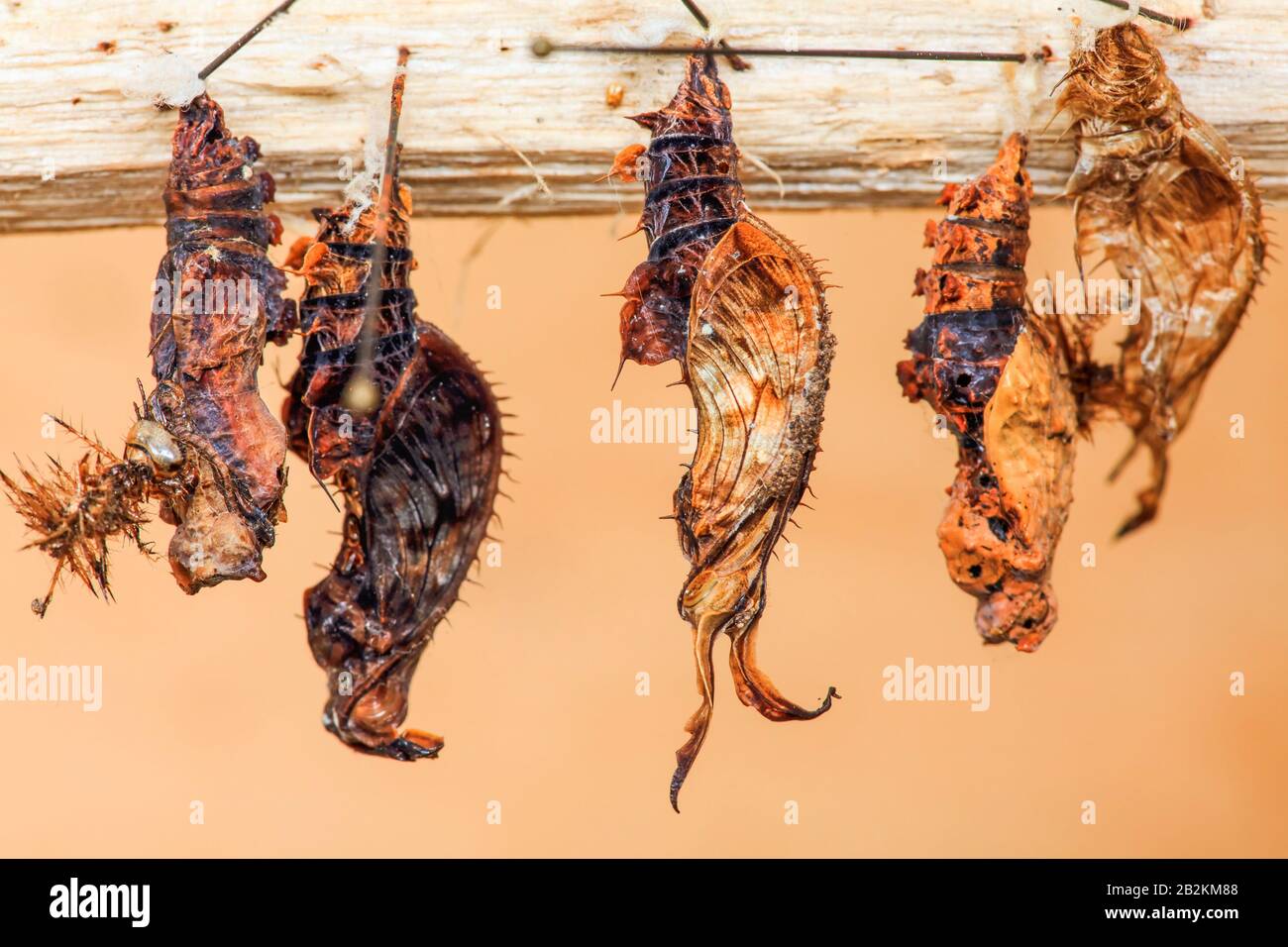 Remains Of Butterflies Embryos Breed In Captivity Ecuador Stock Photo ...