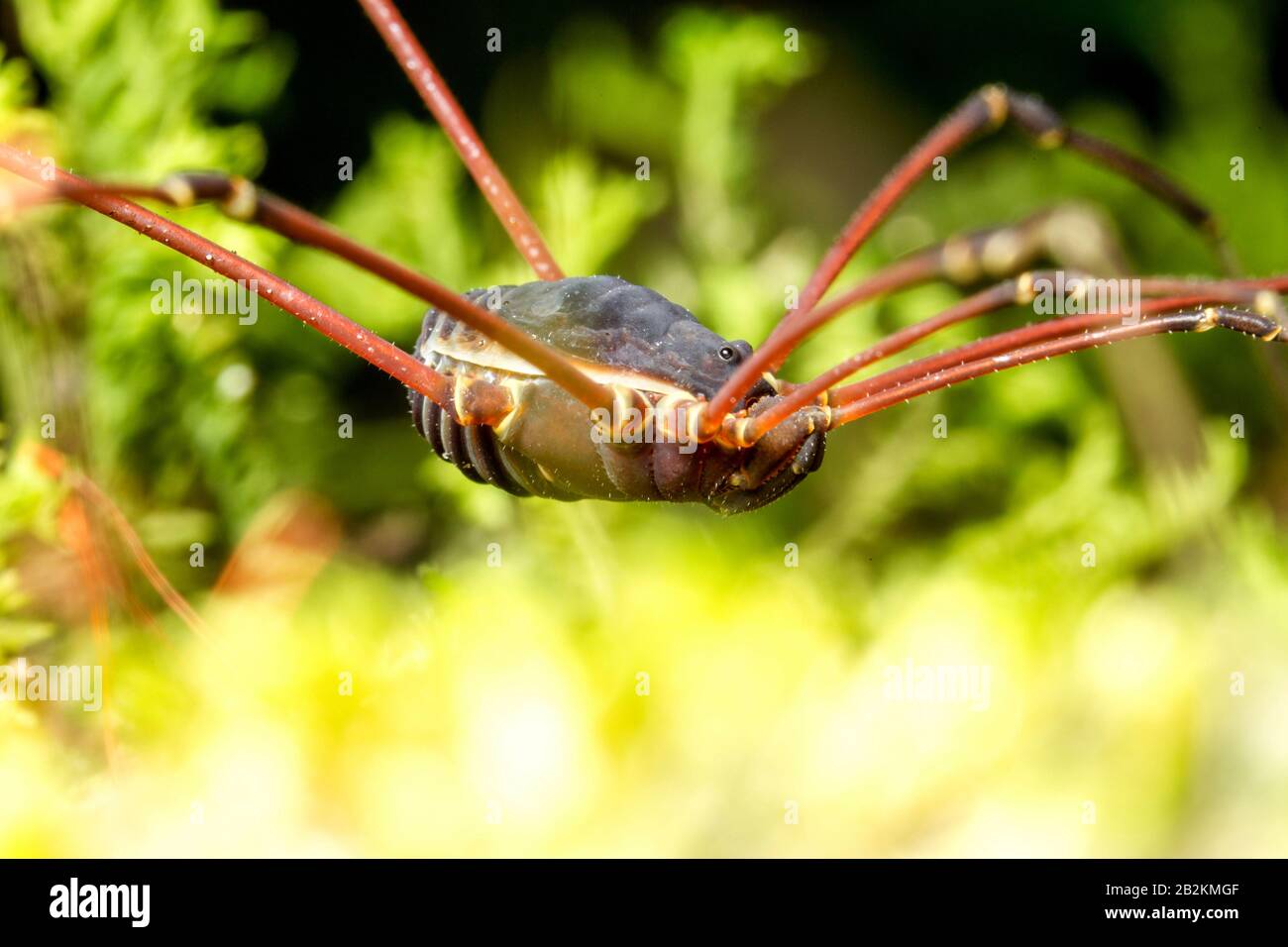 Opiliones formerly phalangida order hi-res stock photography and images ...