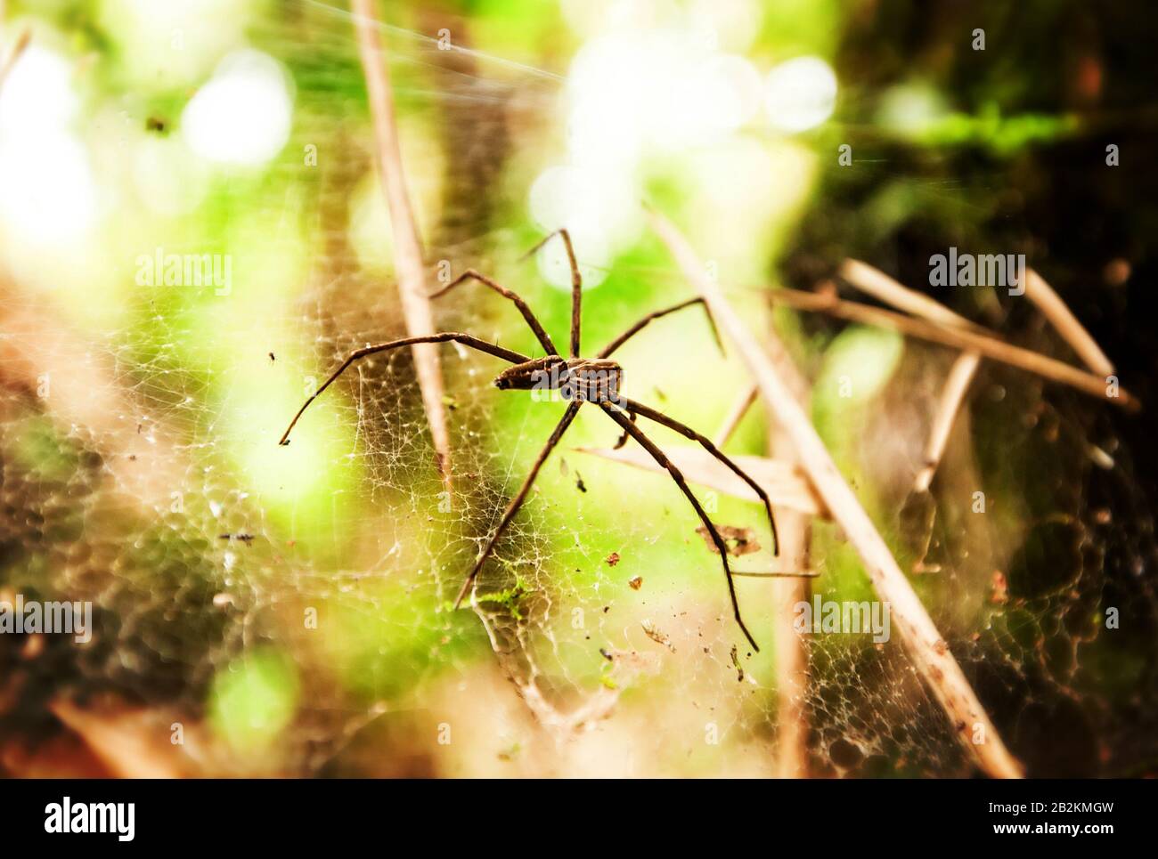 Large Spider In Amazonian Rainforest Stock Photo - Alamy