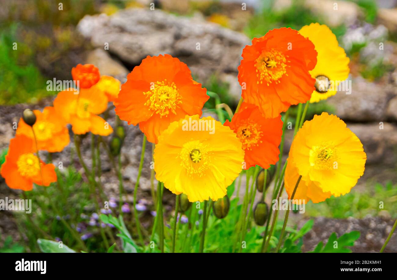 Yellow and orange Poppy flowers background. Spring concept. Vertical ...