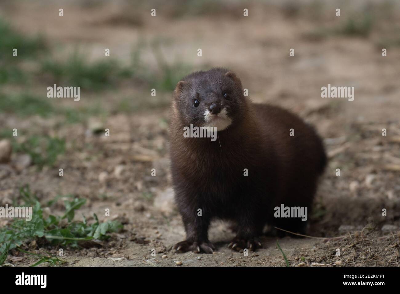 Cute little wild European mink surprised Madrid Stock Photo - Alamy